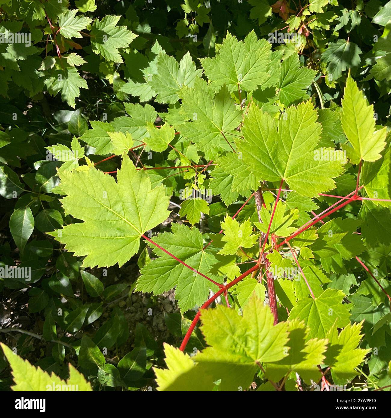 Rocky Mountain maple (Acer glabrum Stock Photo - Alamy
