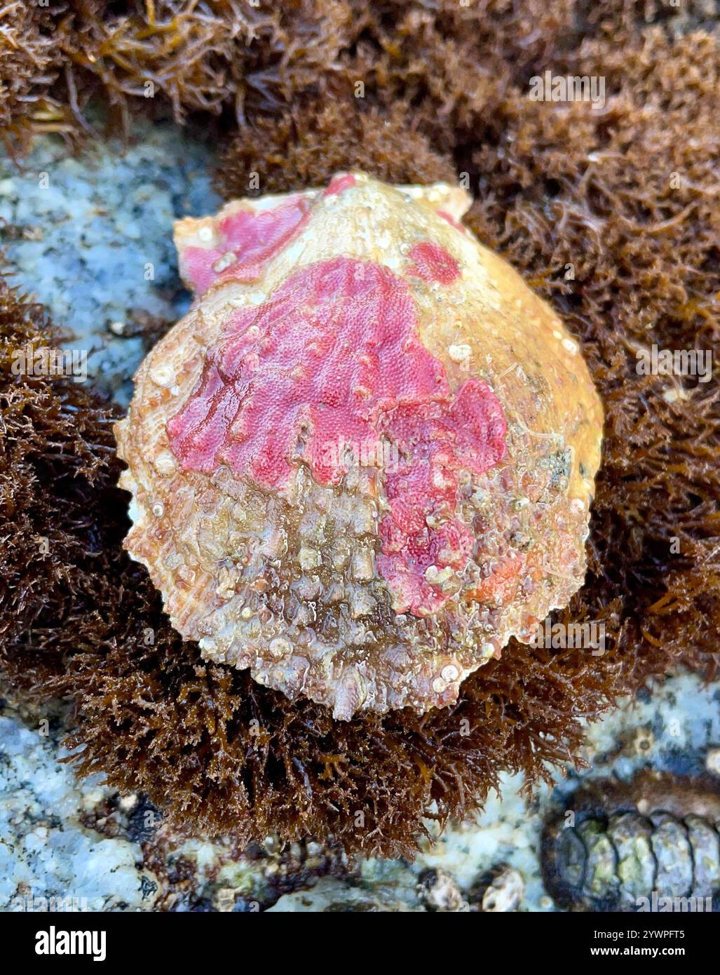 Giant Rock Scallop (Crassadoma gigantea Stock Photo - Alamy
