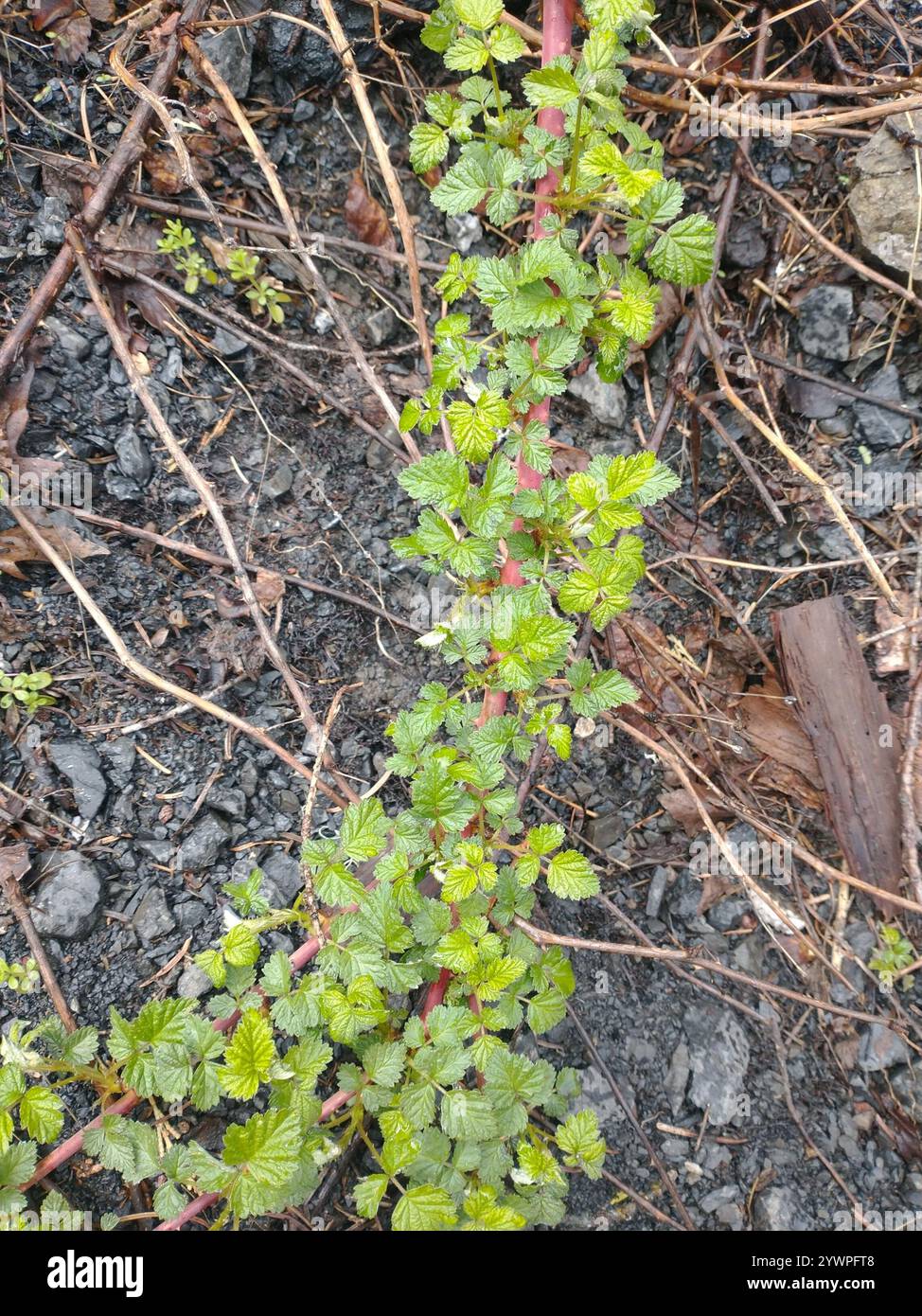 whitebark raspberry (Rubus leucodermis Stock Photo - Alamy
