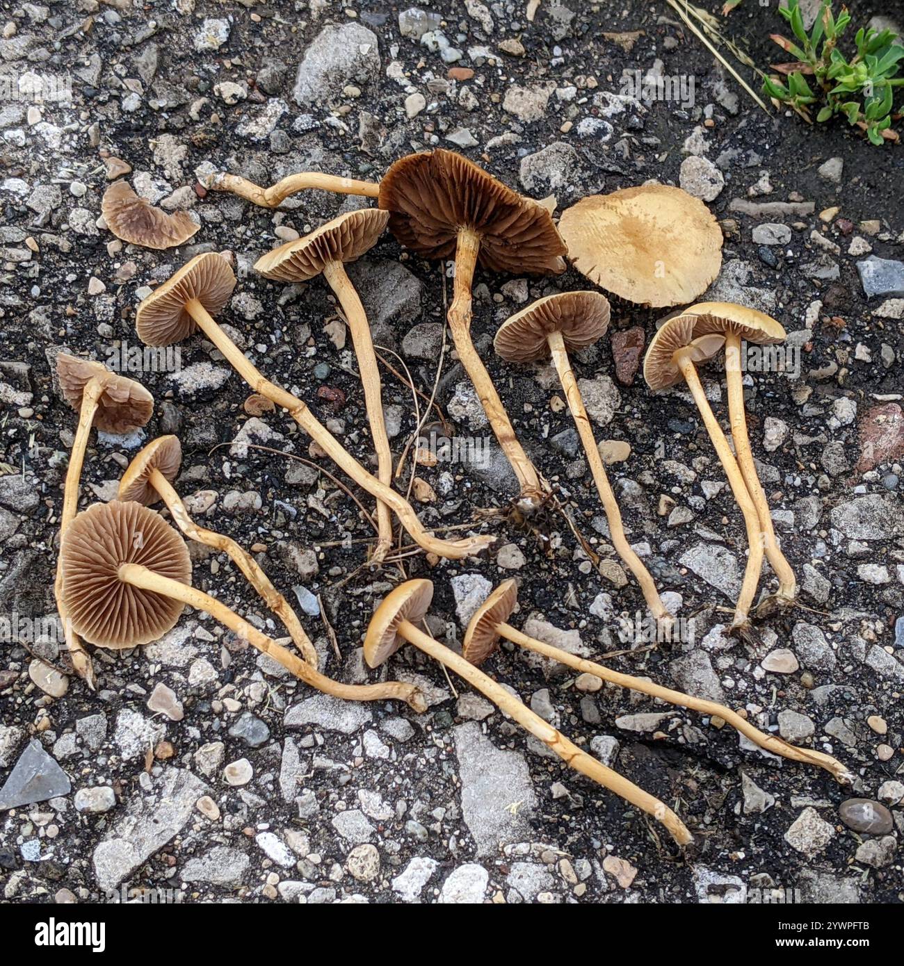 Common Fieldcap (Agrocybe pediades Stock Photo - Alamy