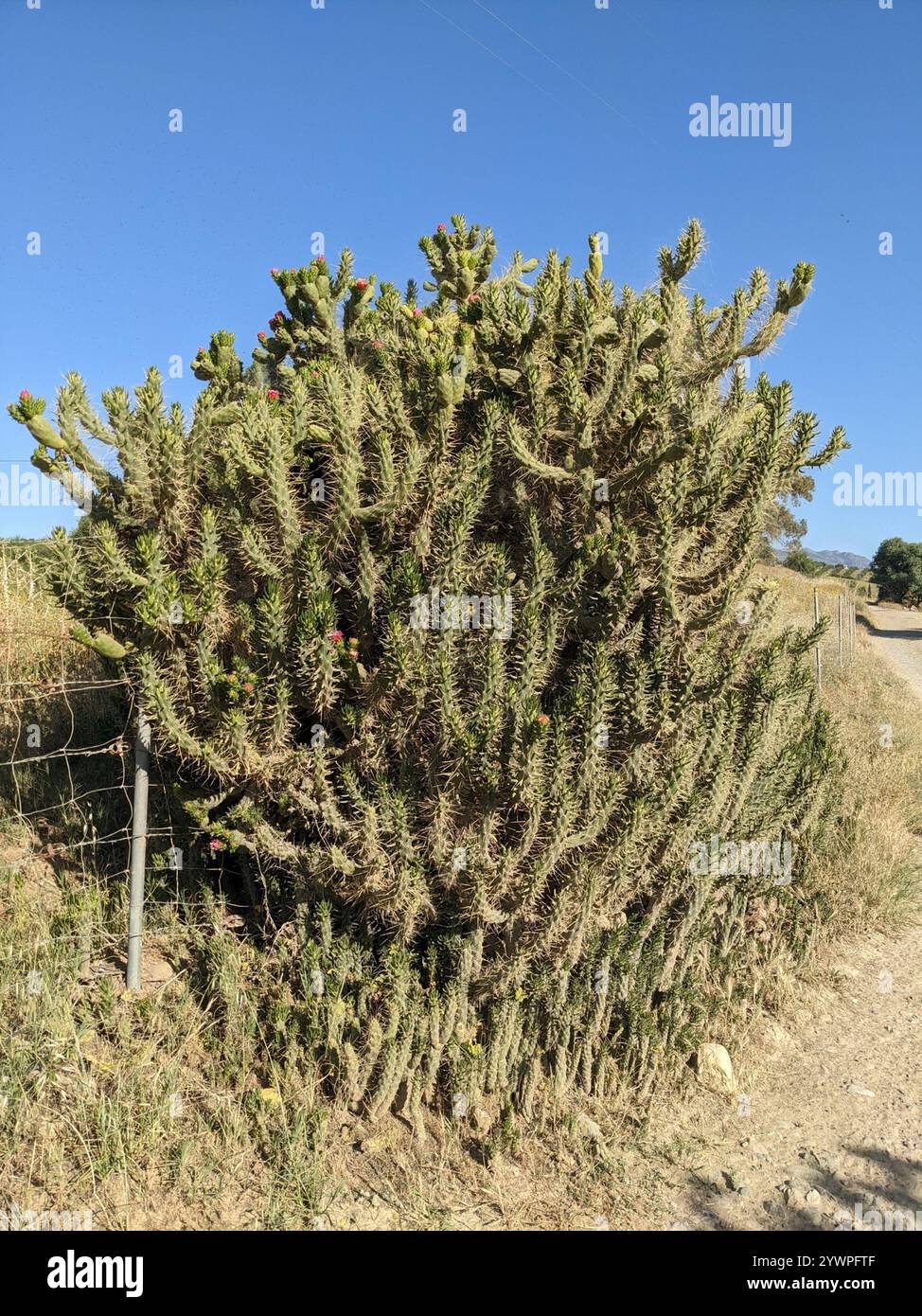 Eve's Needle Cactus (Austrocylindropuntia subulata Stock Photo - Alamy