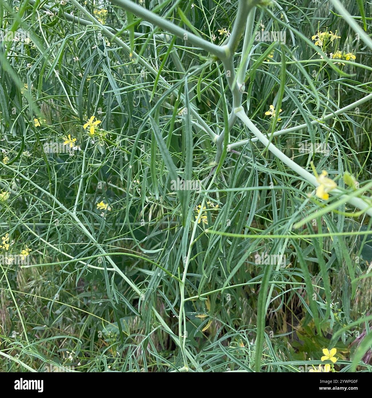Tall Tumblemustard (Sisymbrium altissimum Stock Photo - Alamy