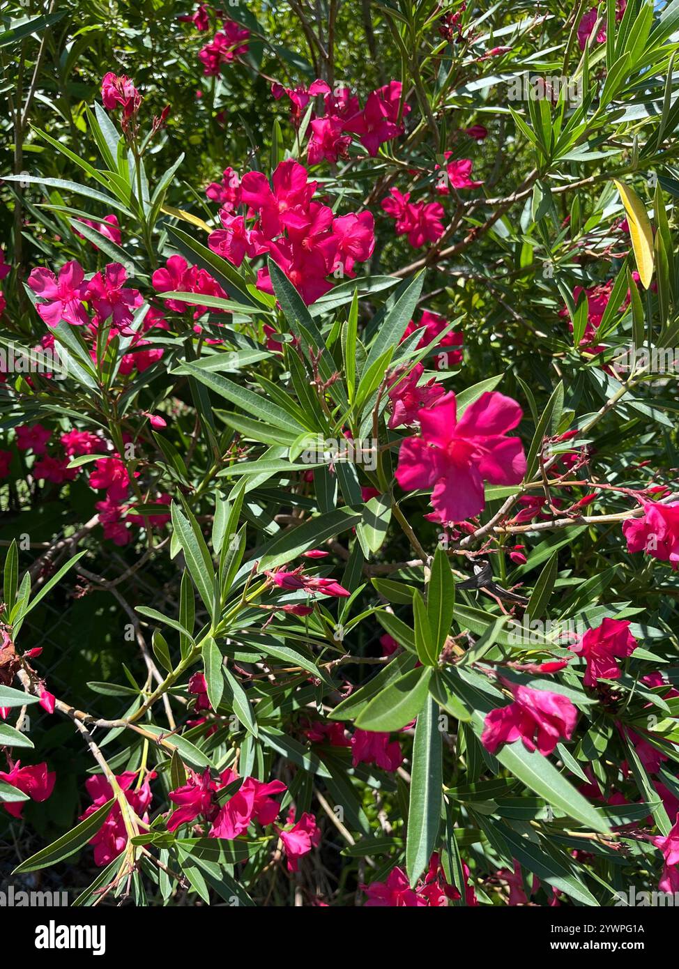 oleander (Nerium oleander Stock Photo - Alamy