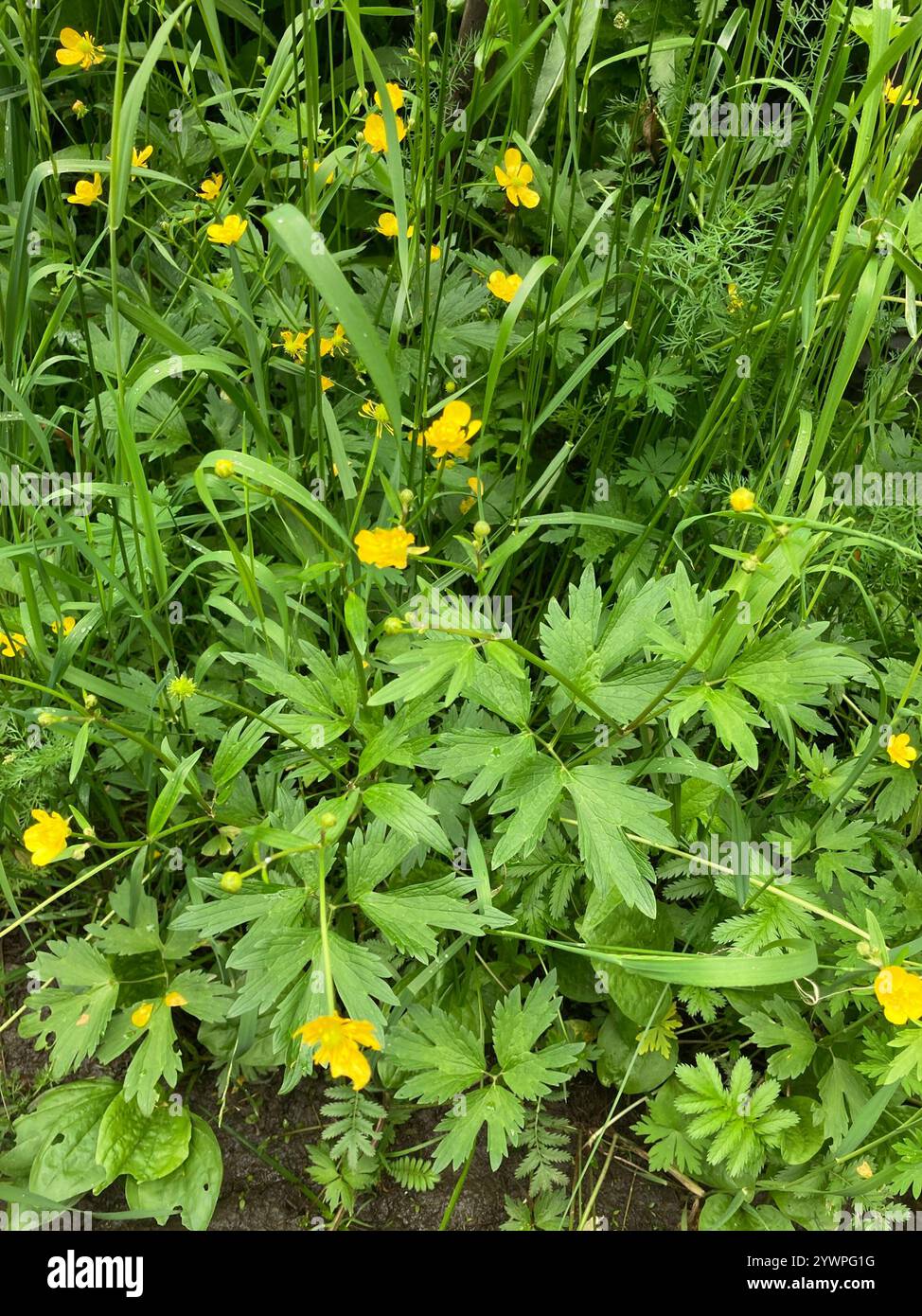 Creeping buttercup (Ranunculus repens Stock Photo - Alamy