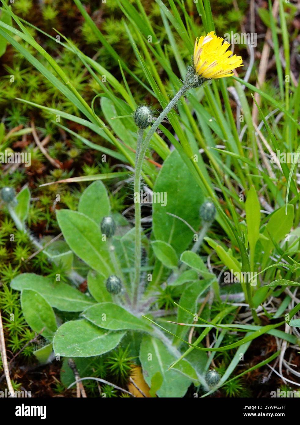 mouse-eared hawkweed (Pilosella officinarum Stock Photo - Alamy