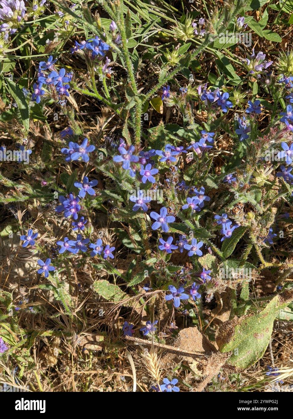 Italian Bugloss (Anchusa azurea Stock Photo - Alamy