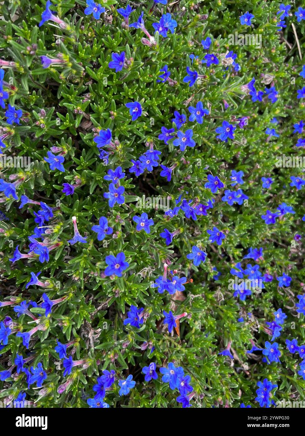 creeping gromwell (Glandora prostrata Stock Photo - Alamy