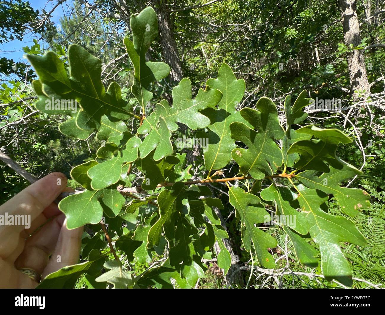 sand post oak (Quercus margaretiae Stock Photo - Alamy