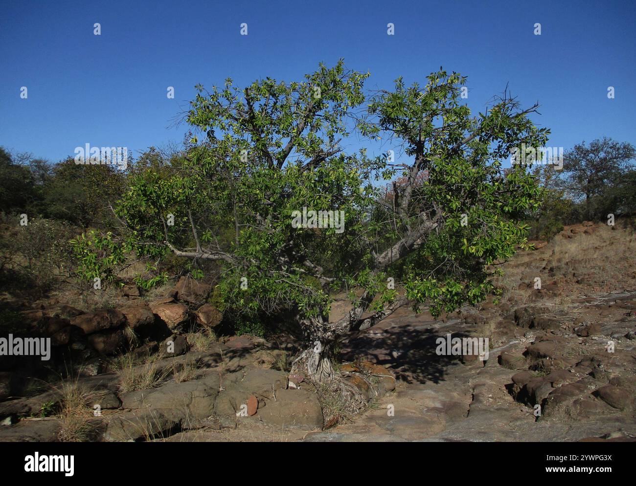 Common Wild Fig (Ficus burkei Stock Photo - Alamy
