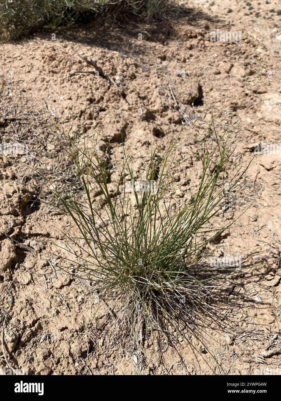 Sand Ricegrass (Eriocoma hymenoides Stock Photo - Alamy