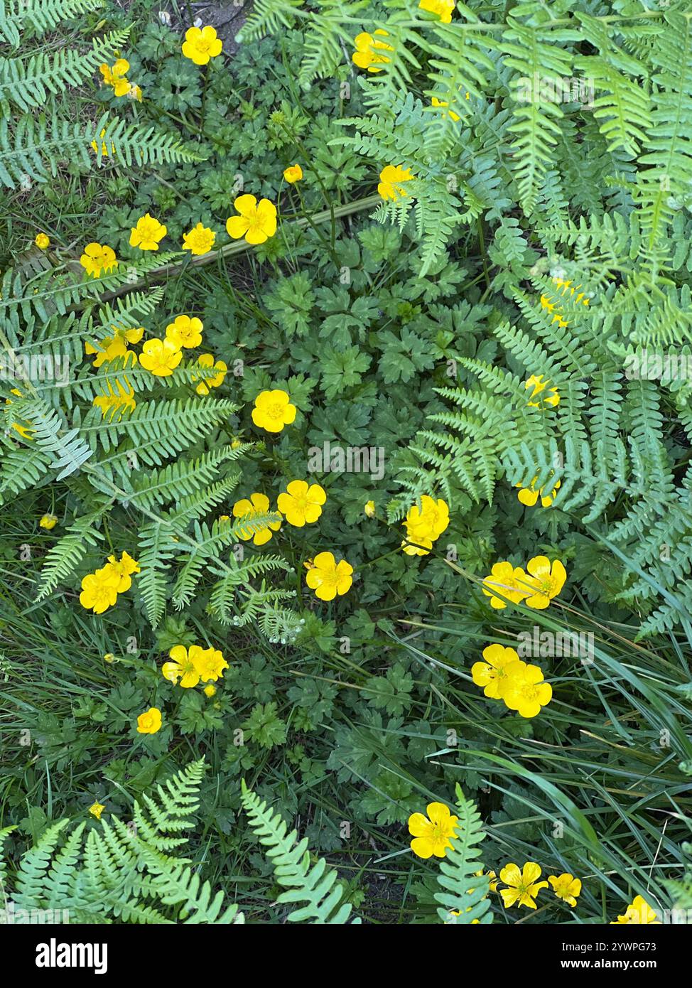 Creeping buttercup (Ranunculus repens Stock Photo - Alamy