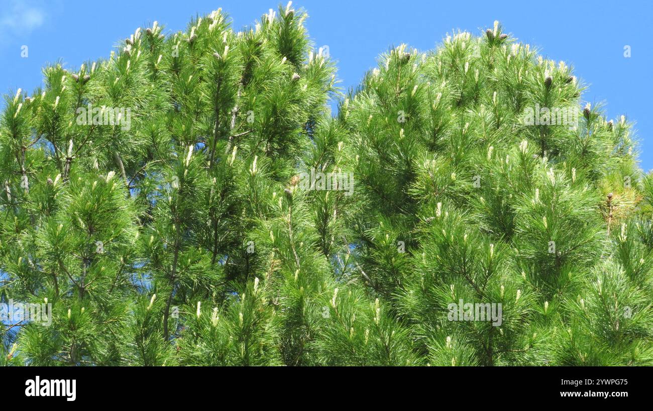 Siberian pine (Pinus sibirica Stock Photo - Alamy