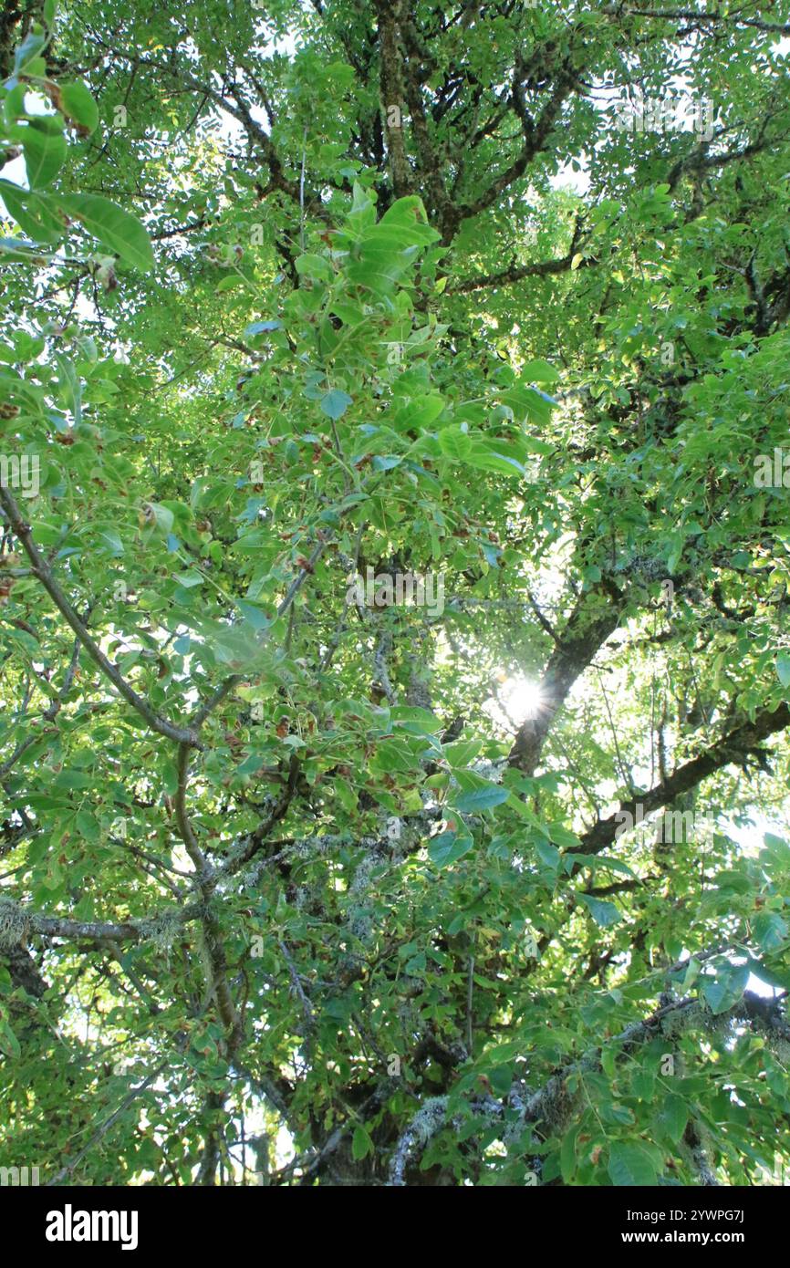 Oregon Ash (Fraxinus latifolia Stock Photo - Alamy