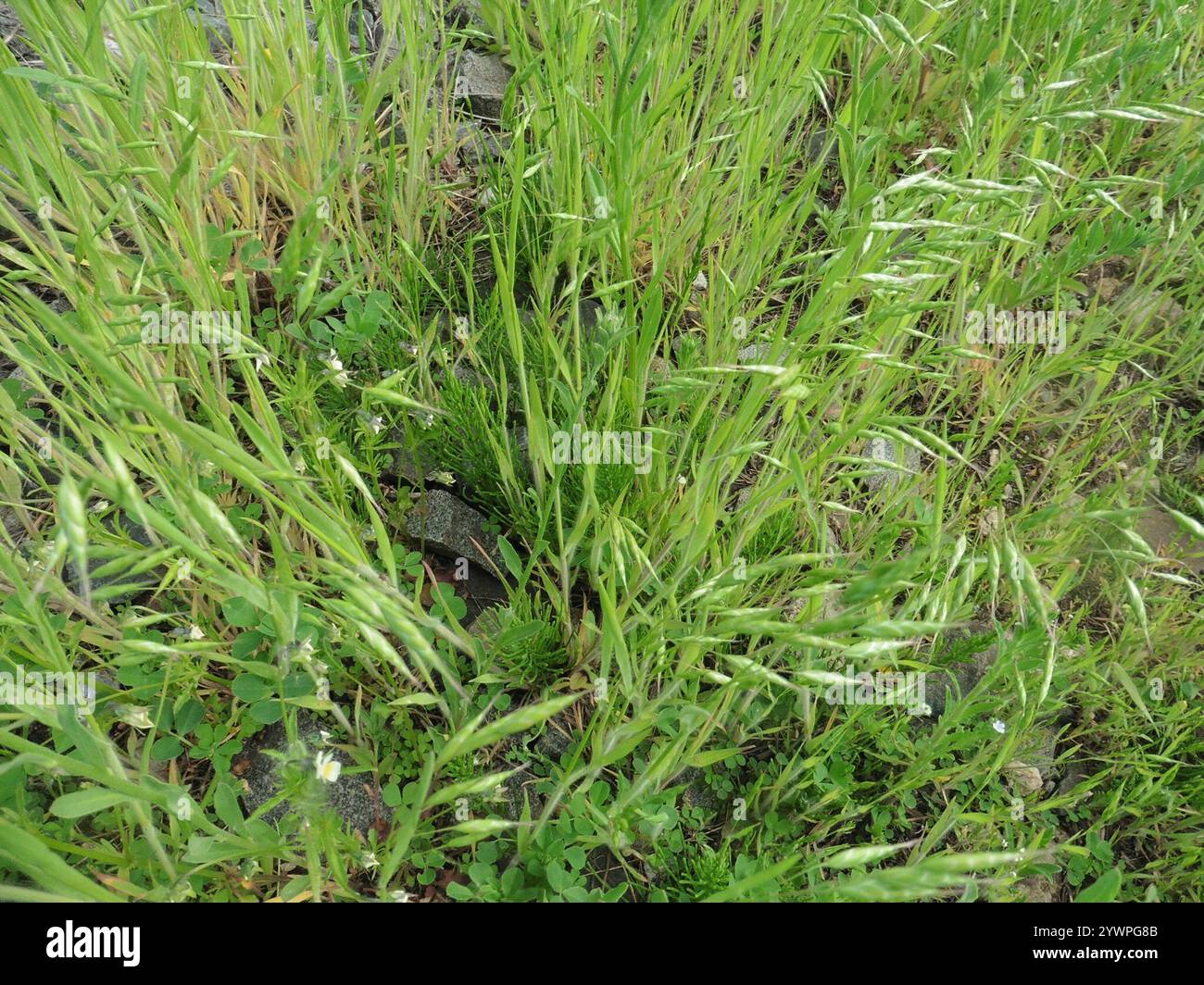 Japanese brome (Bromus japonicus Stock Photo - Alamy