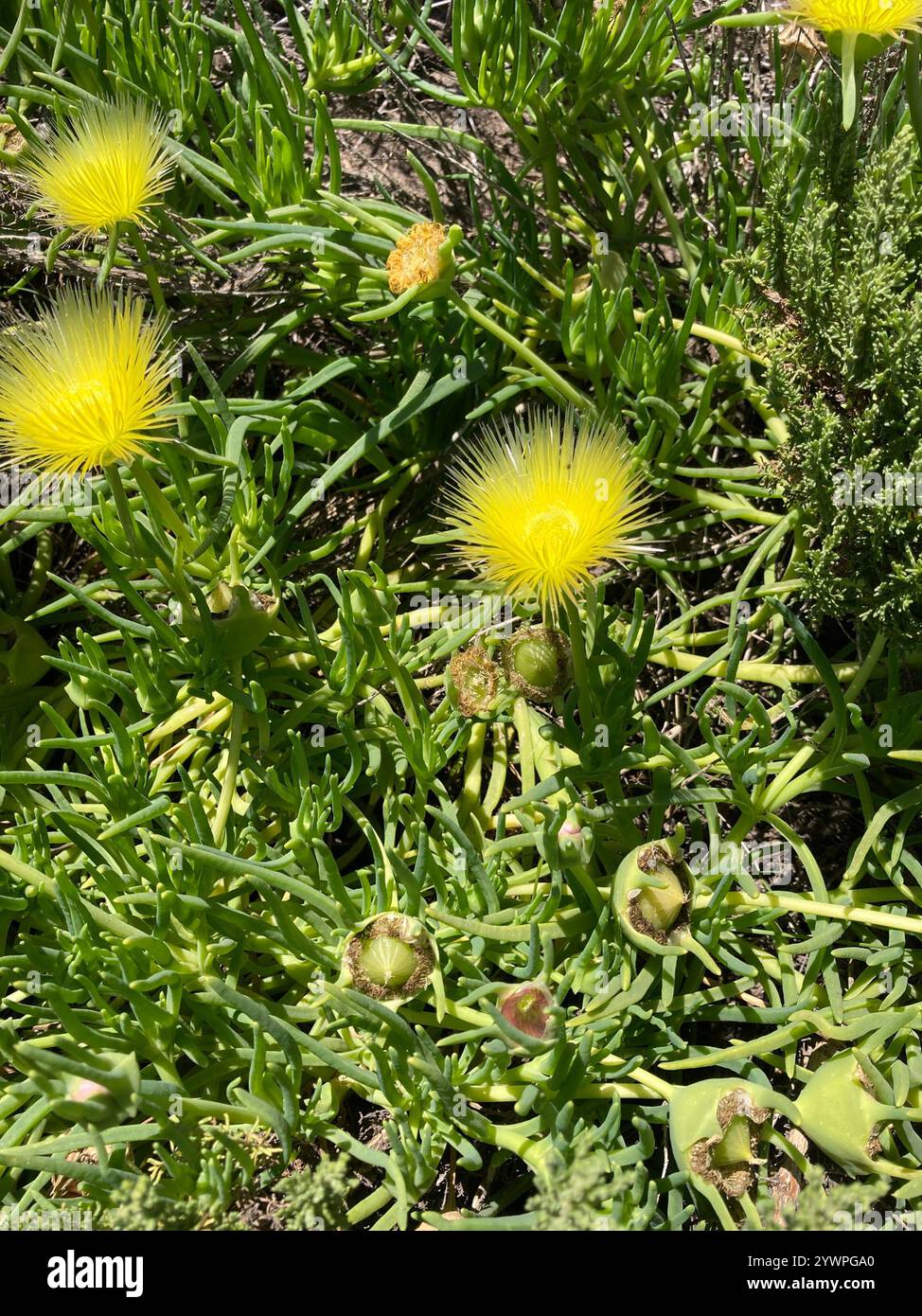 Pig's-root (Conicosia pugioniformis Stock Photo - Alamy