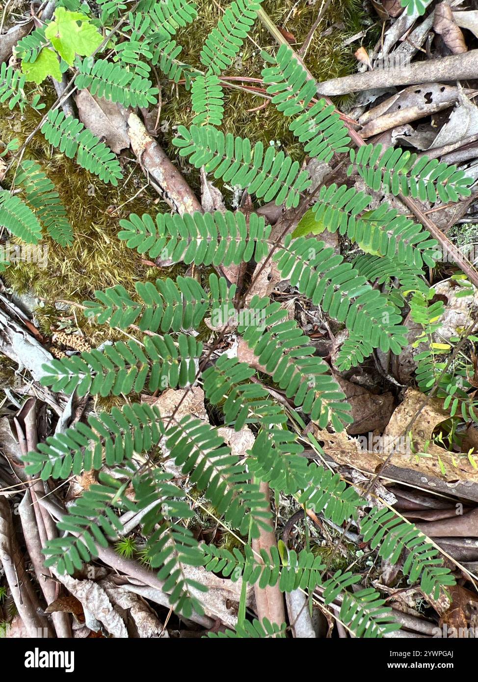 littleleaf sensitive-briar (Mimosa microphylla Stock Photo - Alamy