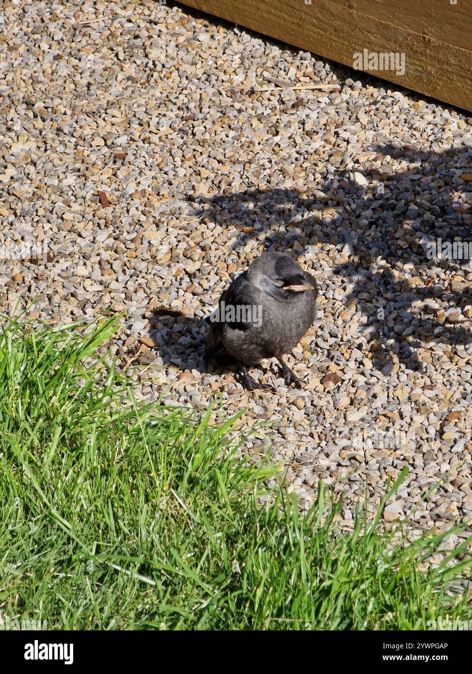 Eurasian Jackdaw (Coloeus monedula Stock Photo - Alamy