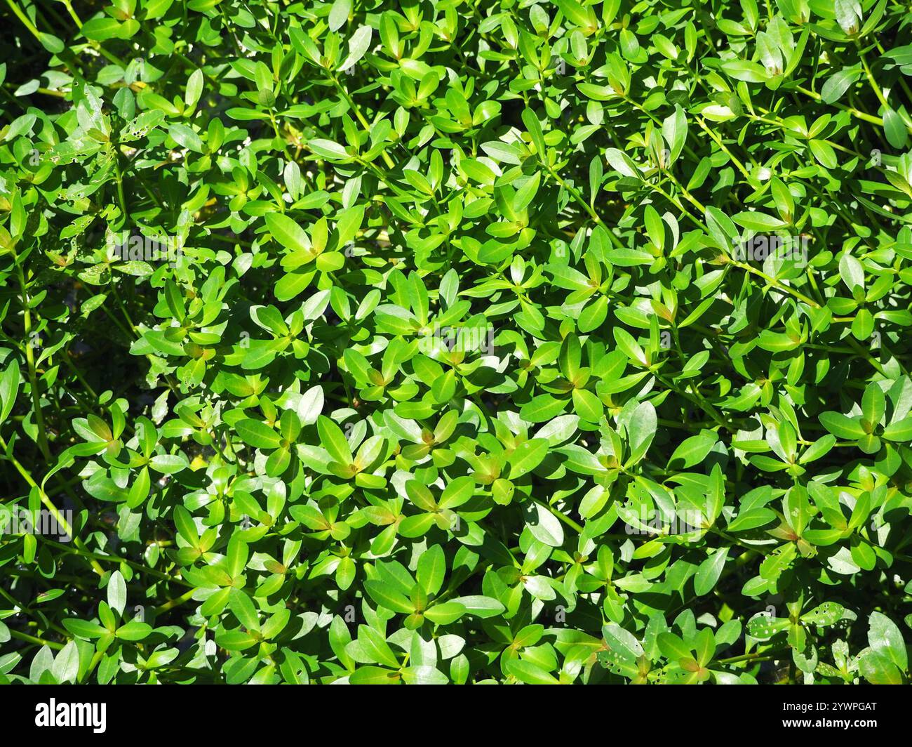 Alligatorweed (Alternanthera philoxeroides Stock Photo - Alamy