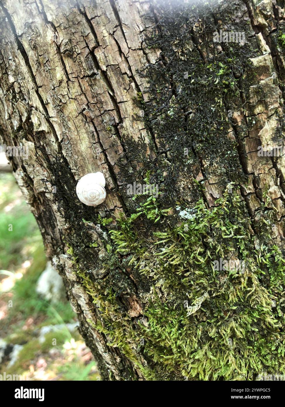 Common Land Snails and Slugs (Stylommatophora Stock Photo - Alamy
