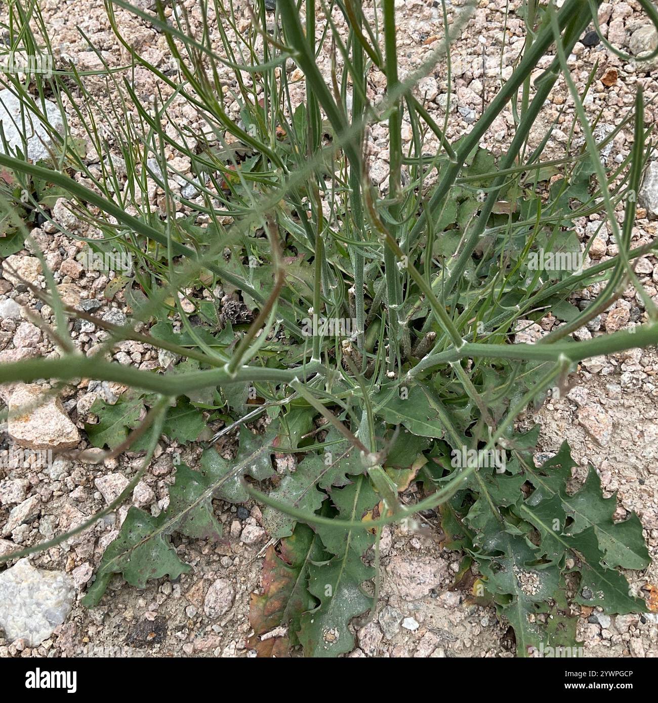 Rush Skeletonweed (Chondrilla juncea Stock Photo - Alamy