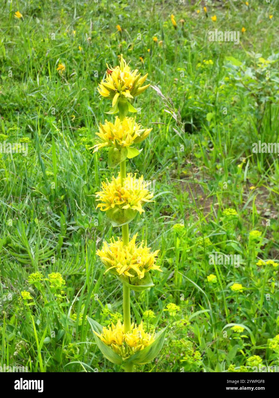 Great Yellow Gentian (Gentiana lutea Stock Photo - Alamy