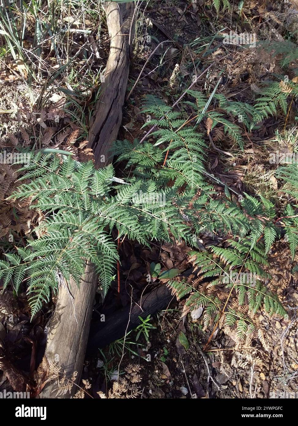 Austral Bracken (Pteridium esculentum Stock Photo - Alamy