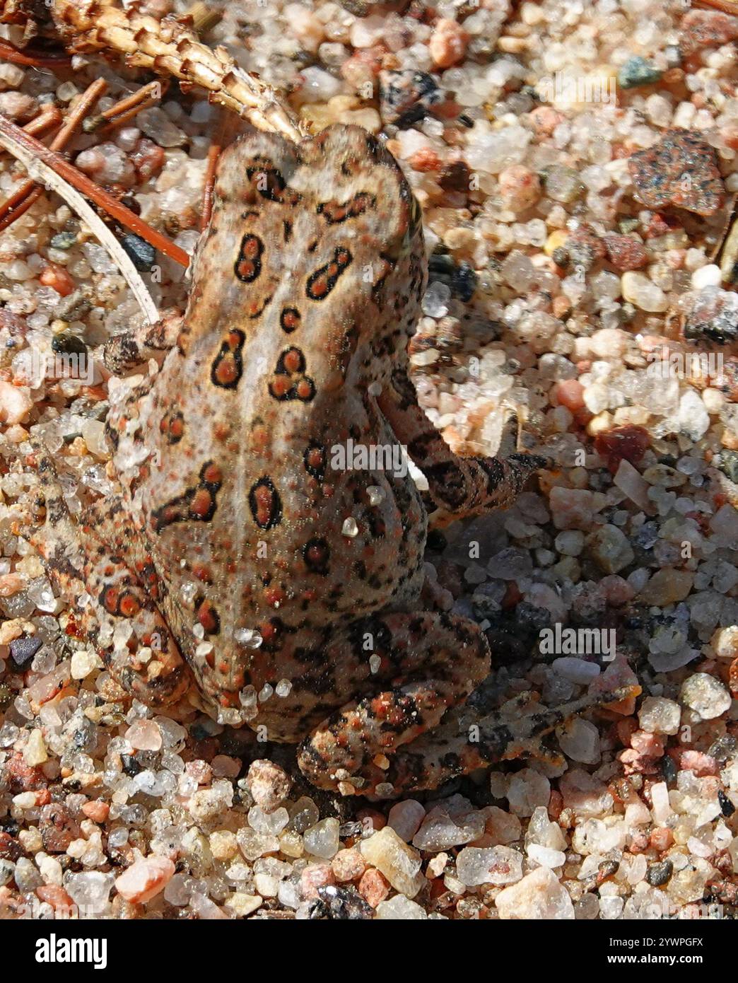 American Toad (Anaxyrus americanus Stock Photo - Alamy