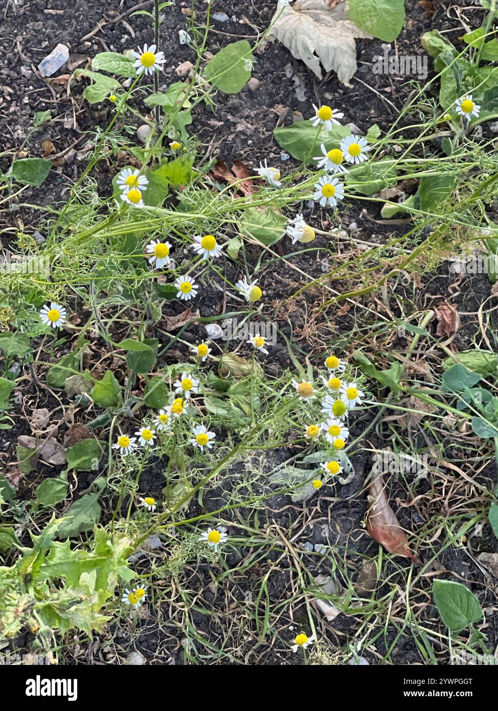 scentless mayweed (Tripleurospermum inodorum Stock Photo - Alamy