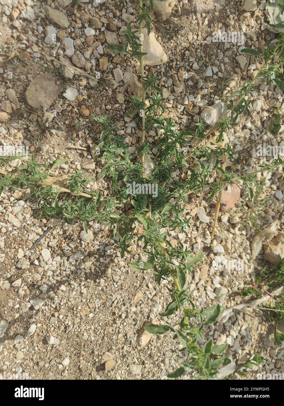 Procumbent hi-res stock photography and images - Alamy