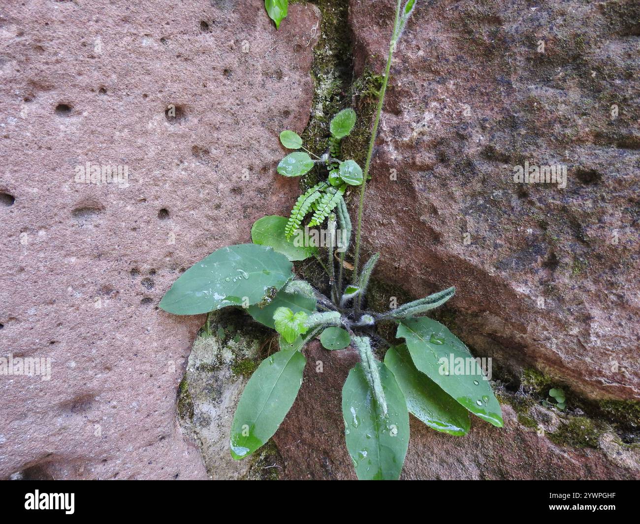 Wall hawkweed (Hieracium murorum Stock Photo - Alamy