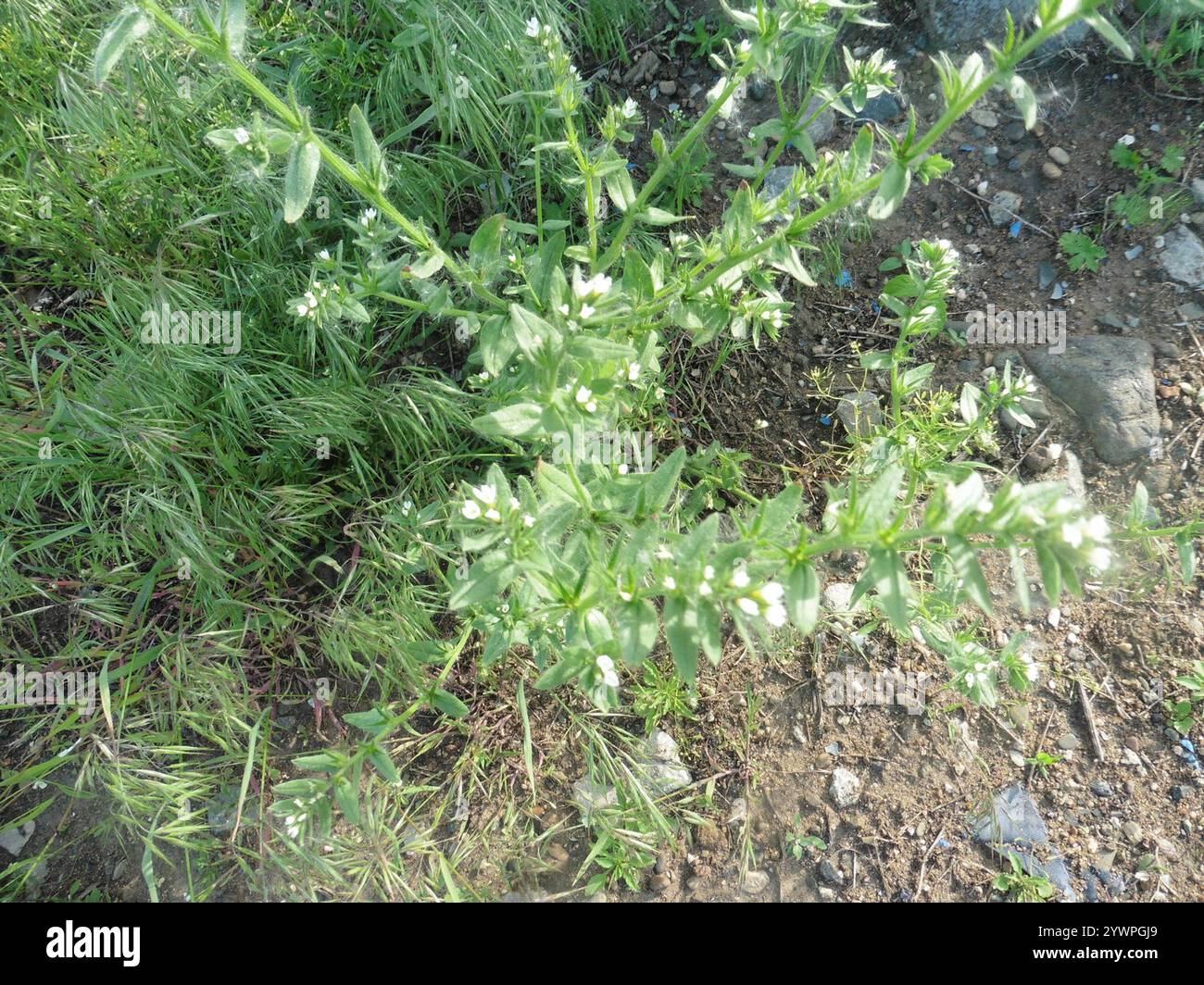 Corn gromwell hi-res stock photography and images - Alamy