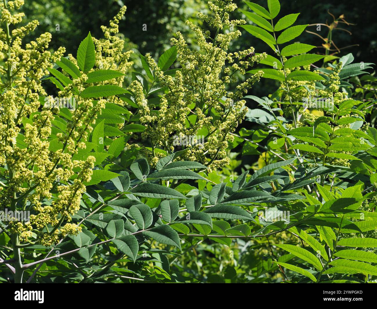 smooth sumac (Rhus glabra Stock Photo - Alamy