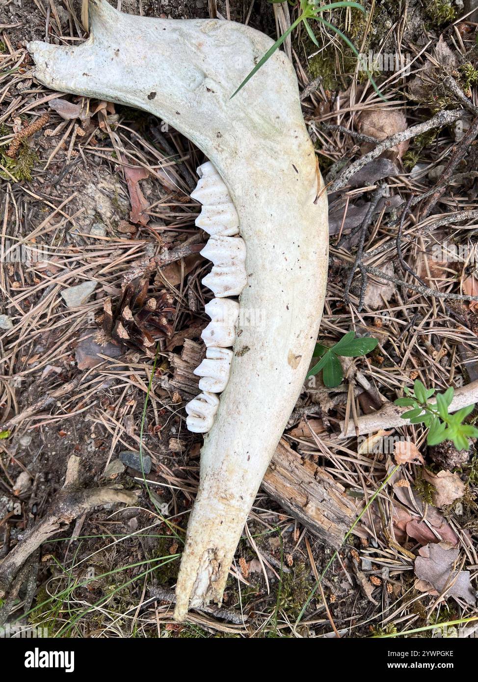 Even-toed Ungulates and Cetaceans (Artiodactyla Stock Photo - Alamy