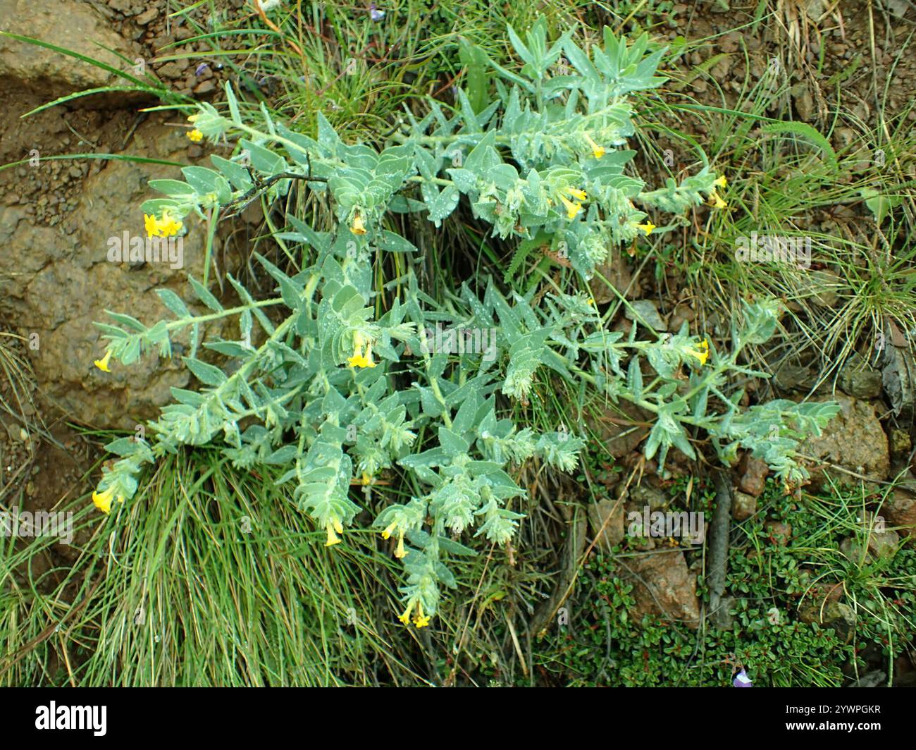 Lithospermum californicum hi-res stock photography and images - Alamy