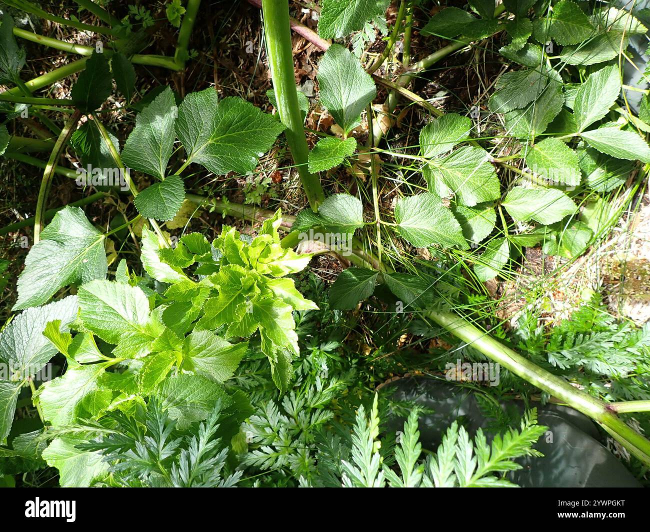 sea-watch (Angelica lucida Stock Photo - Alamy