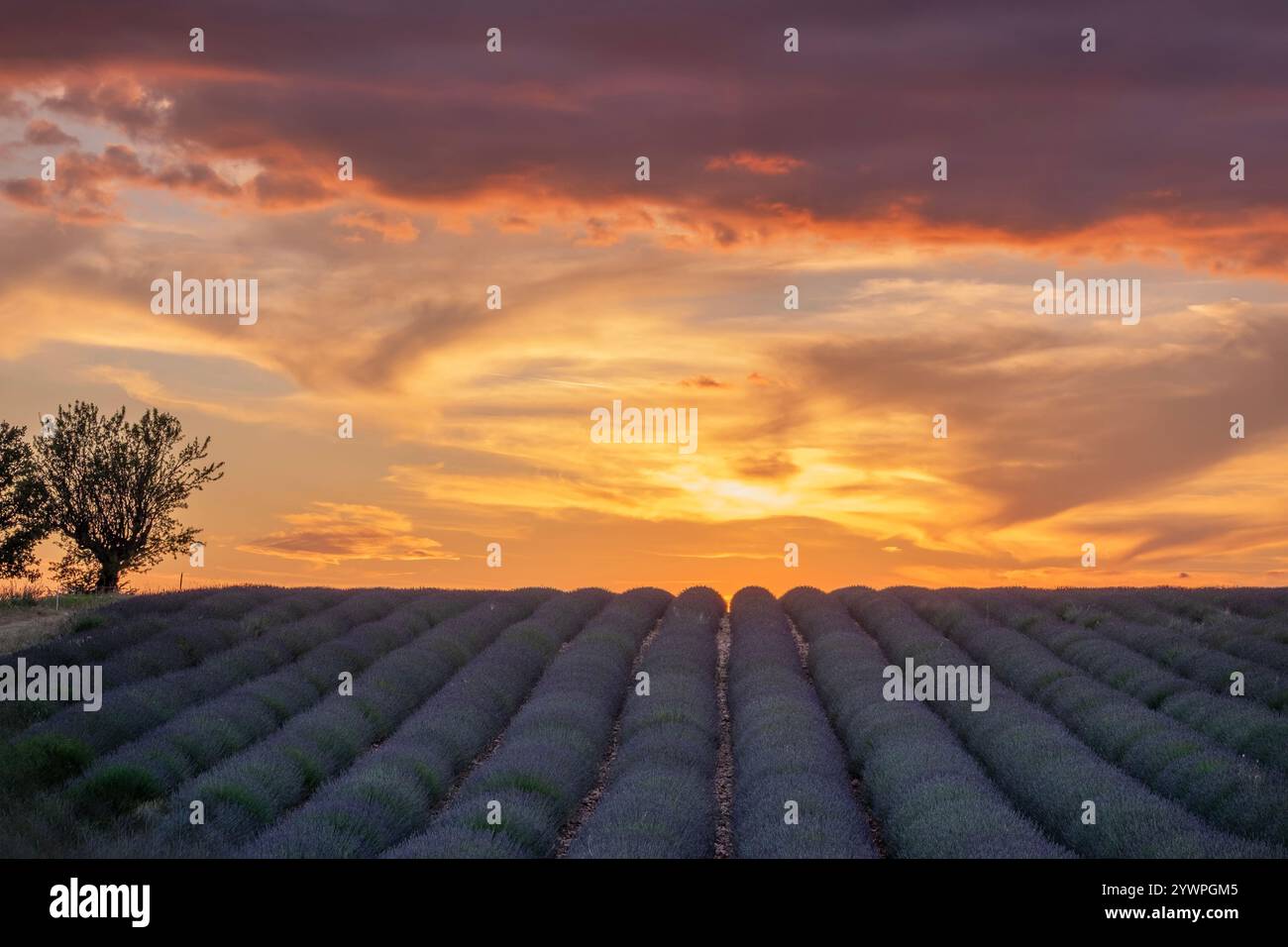 Provence lavender field sunset valensole hi-res stock photography and ...