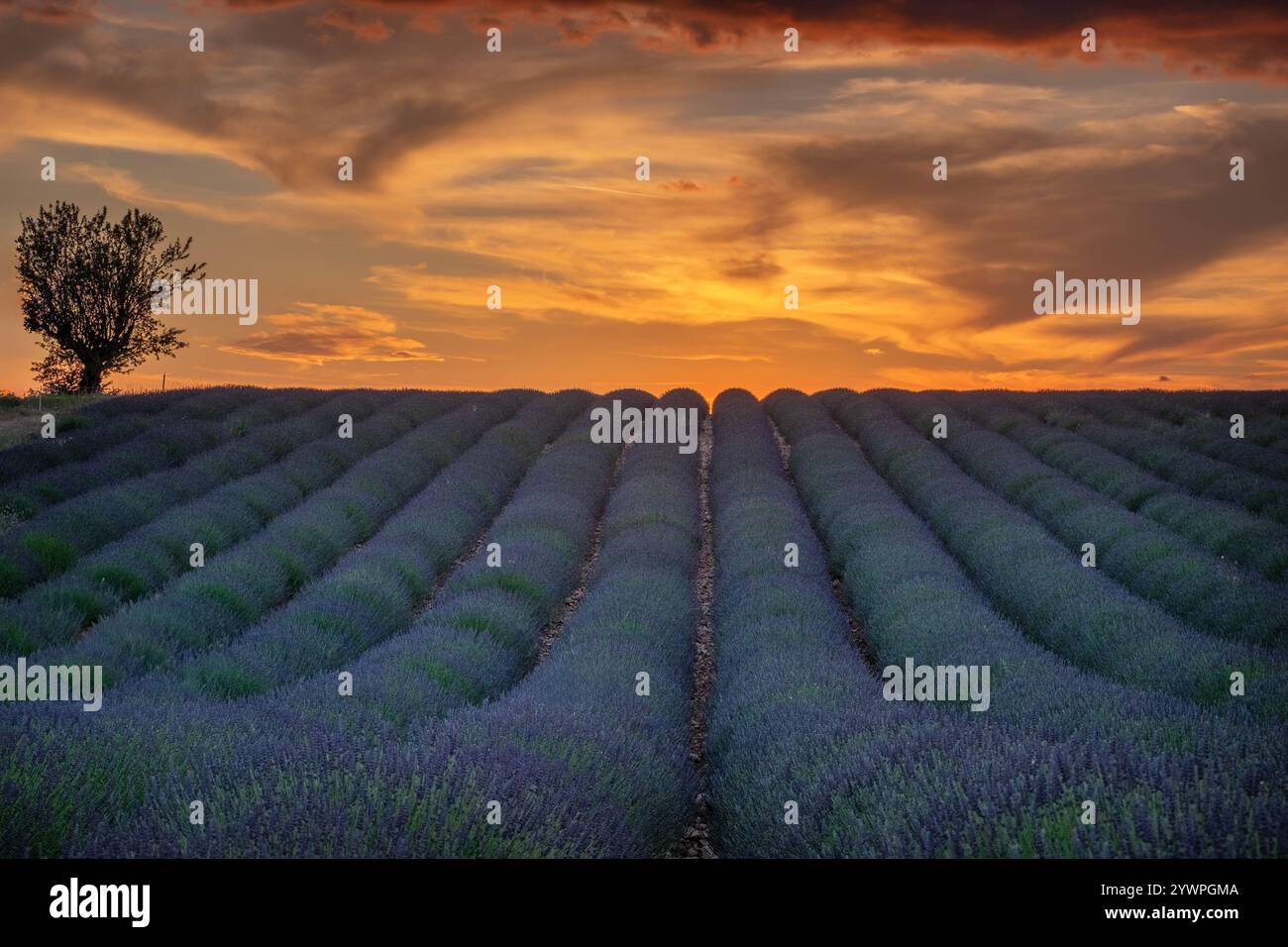Lavender flowers on field hi-res stock photography and images - Alamy