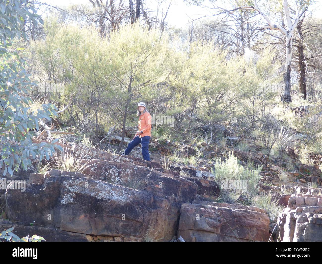Acacia mulga hi-res stock photography and images - Alamy