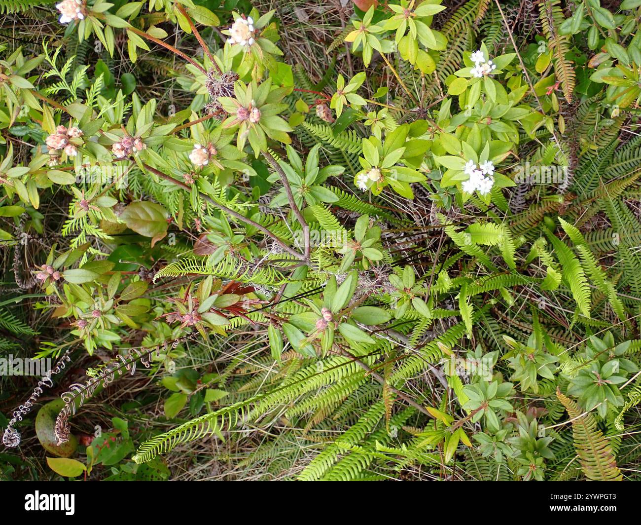 Western Labrador Tea (Rhododendron columbianum Stock Photo - Alamy