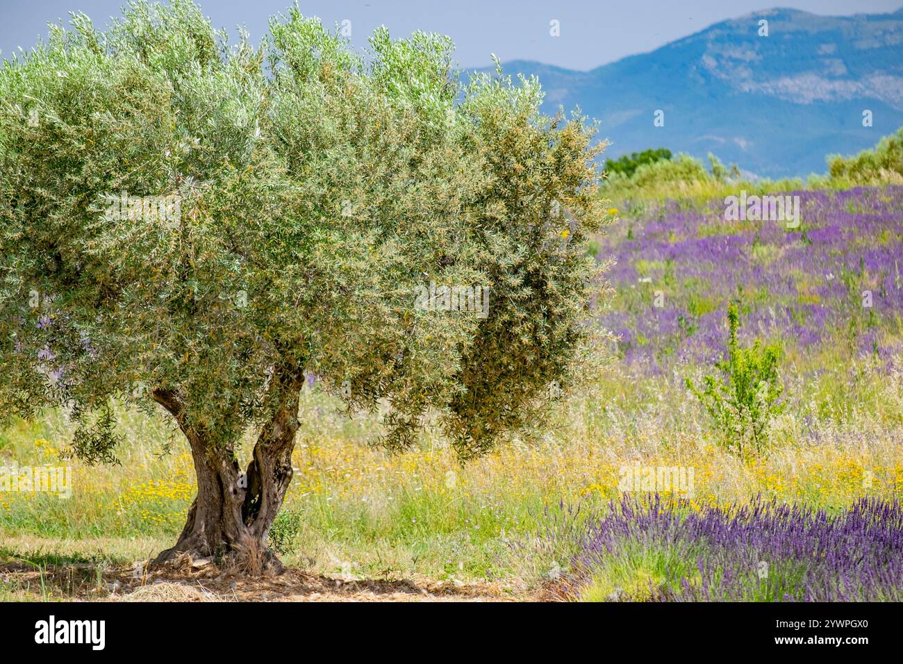 Provence lavender field sunset valensole hi-res stock photography and ...