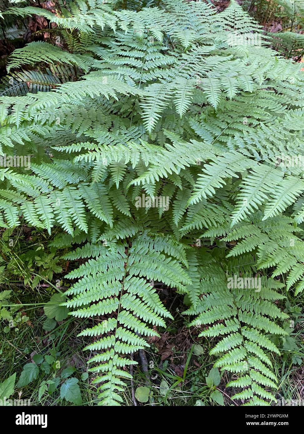 common bracken (Pteridium aquilinum Stock Photo - Alamy