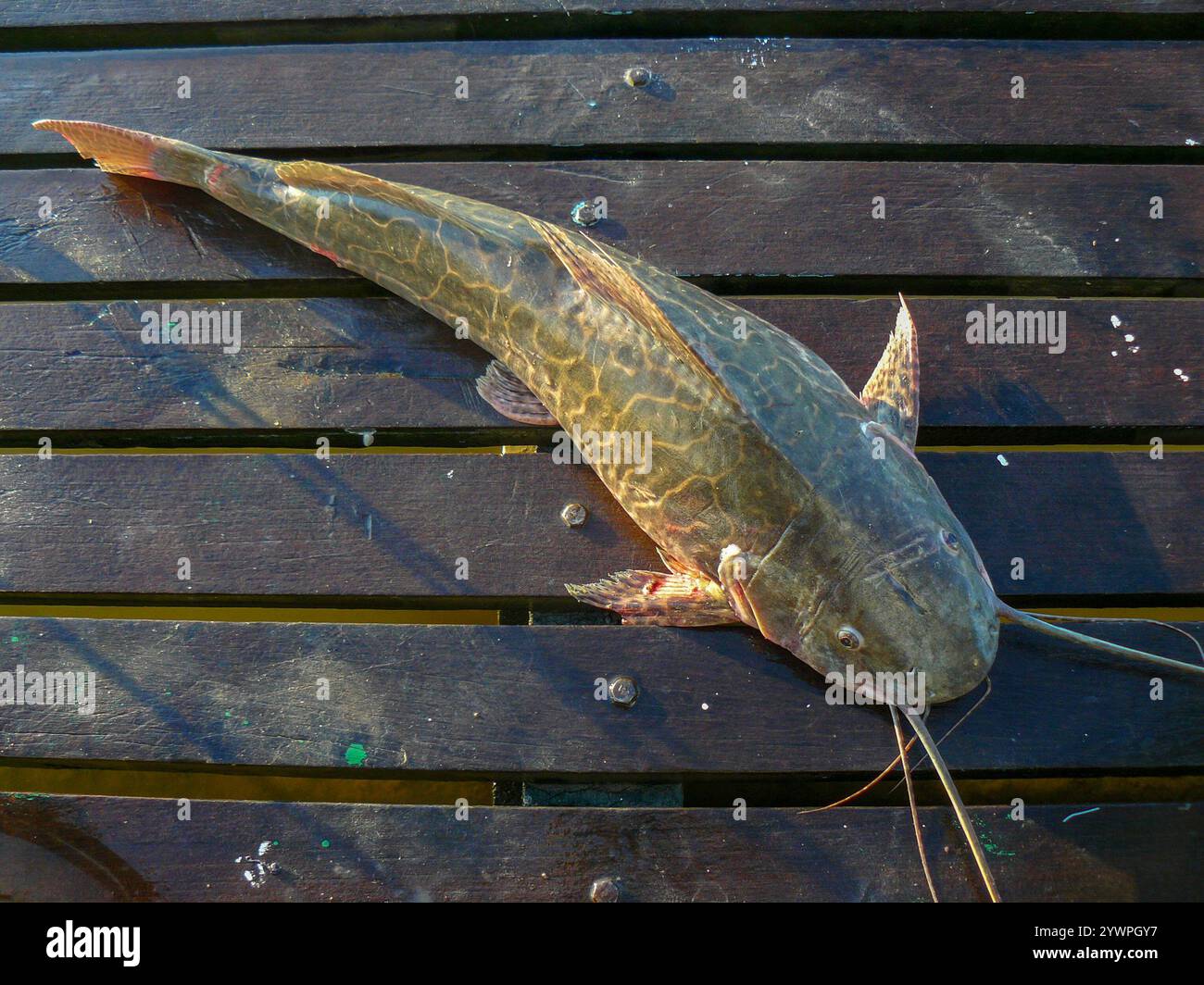 Leiarius hi-res stock photography and images - Alamy