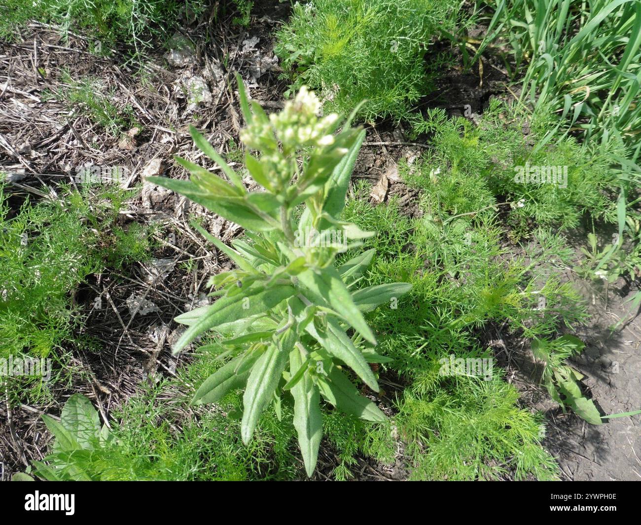 littlepod false flax (Camelina microcarpa Stock Photo - Alamy