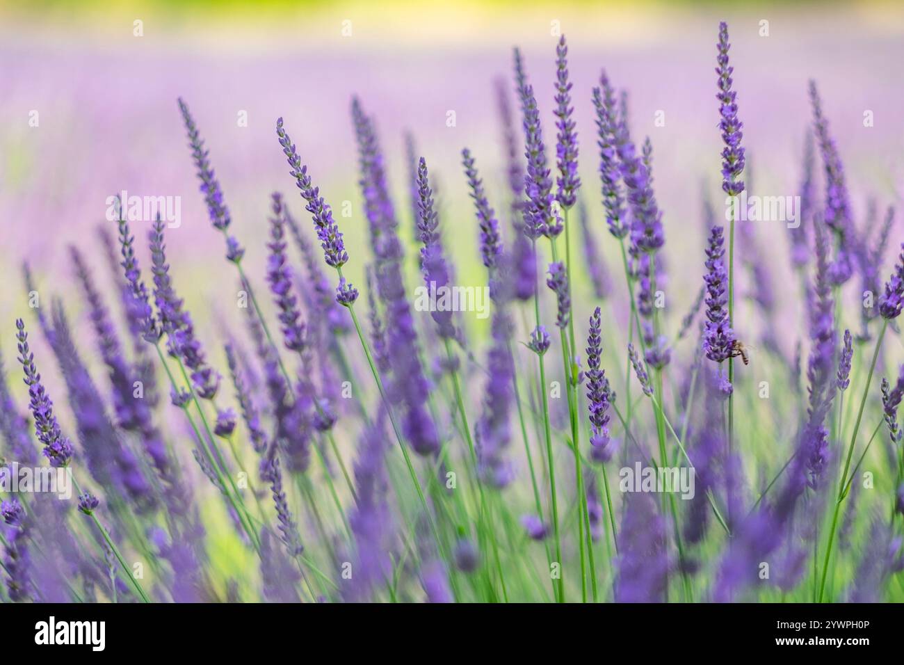 Provence lavender field sunset valensole hi-res stock photography and ...