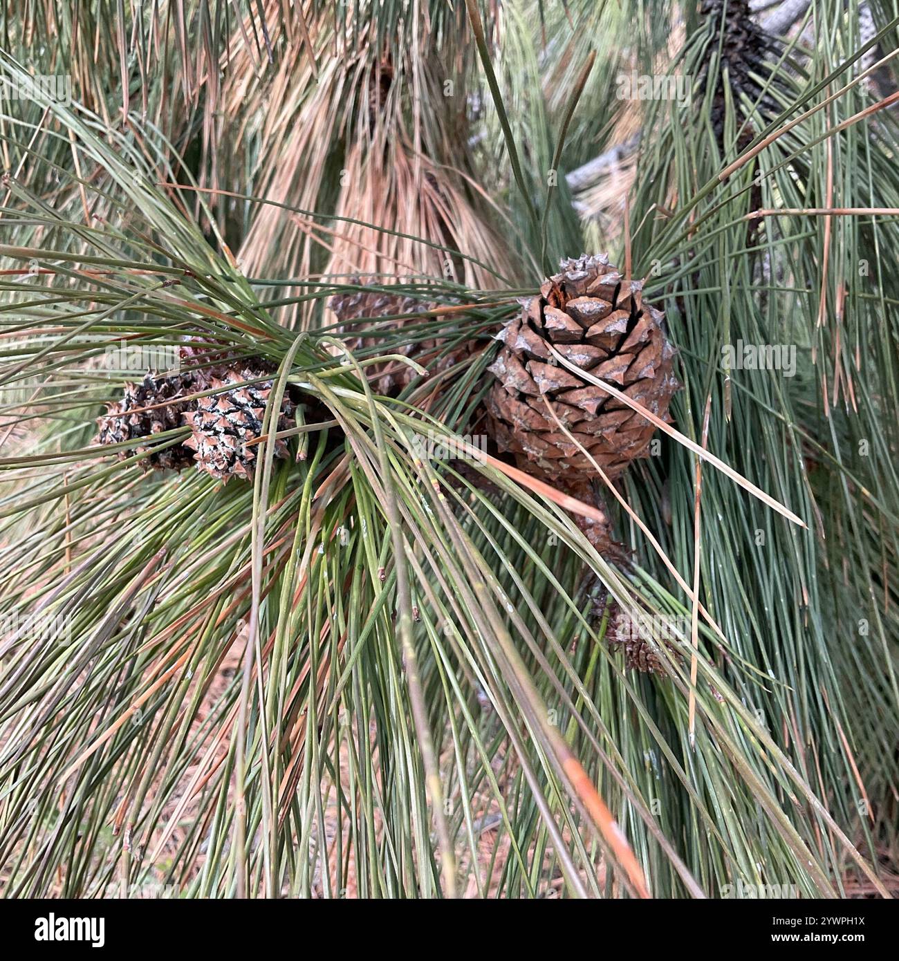 Ponderosa Pine (Pinus ponderosa Stock Photo - Alamy