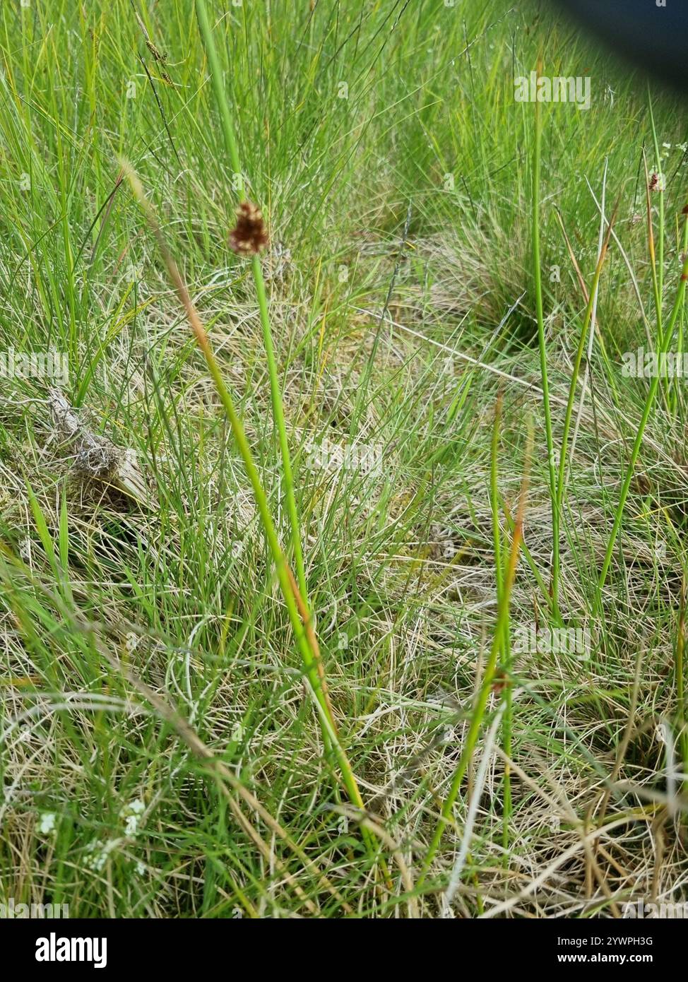 Compact Rush (Juncus conglomeratus Stock Photo - Alamy