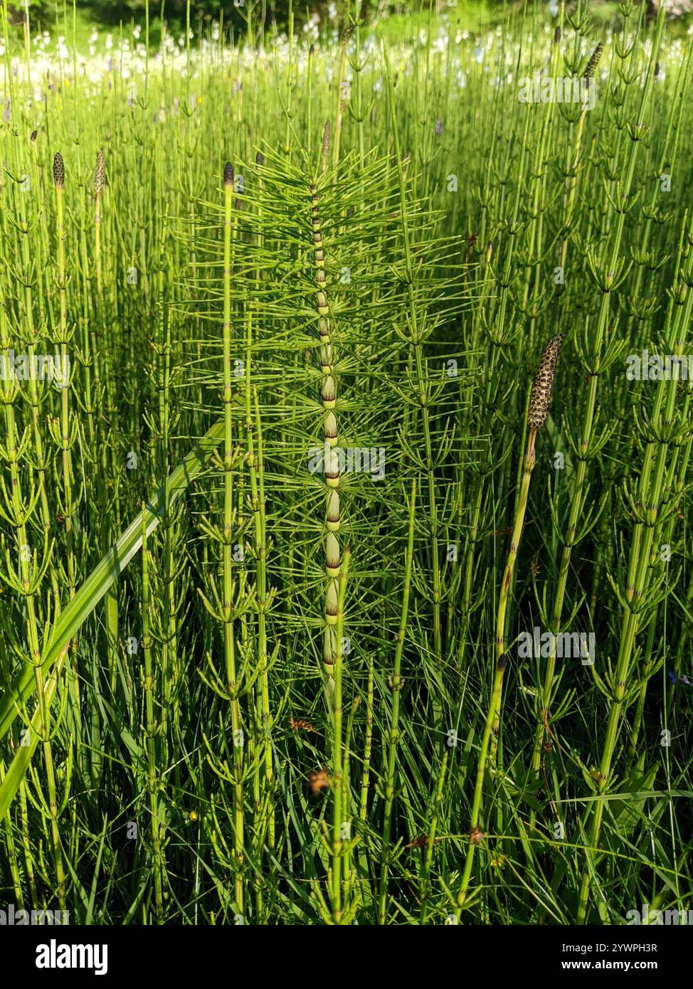 great horsetail (Equisetum telmateia Stock Photo - Alamy