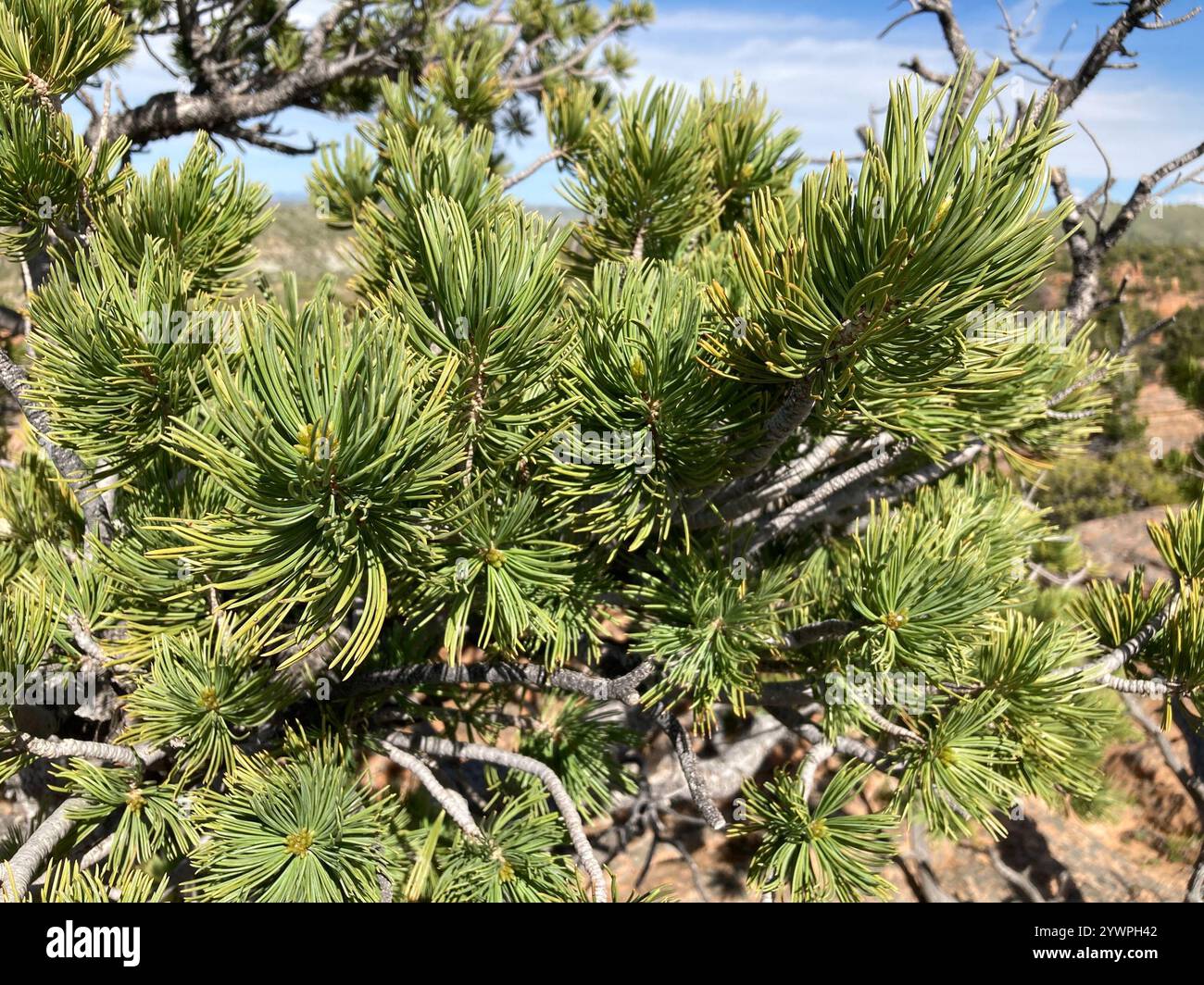 limber pine (Pinus flexilis Stock Photo - Alamy