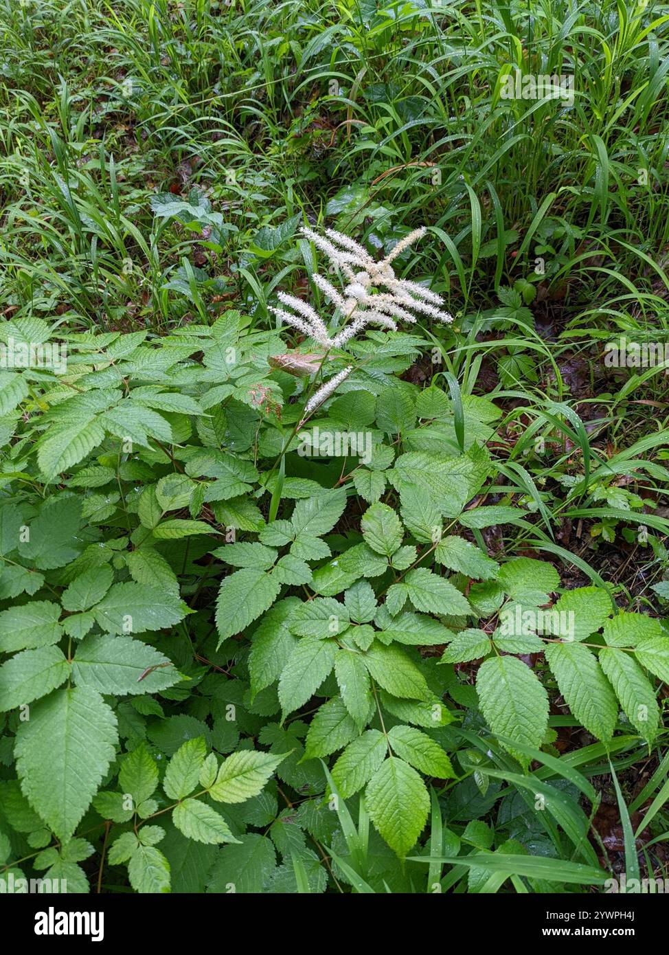 Goatsbeard (Aruncus dioicus Stock Photo - Alamy
