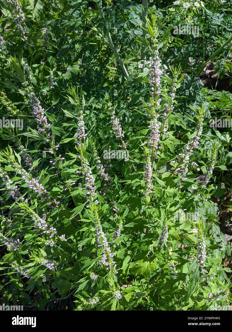 common motherwort (Leonurus cardiaca Stock Photo - Alamy